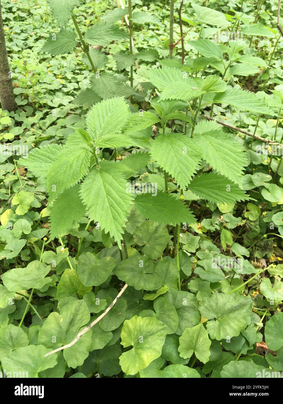 nettle family (Urticaceae Stock Photo - Alamy