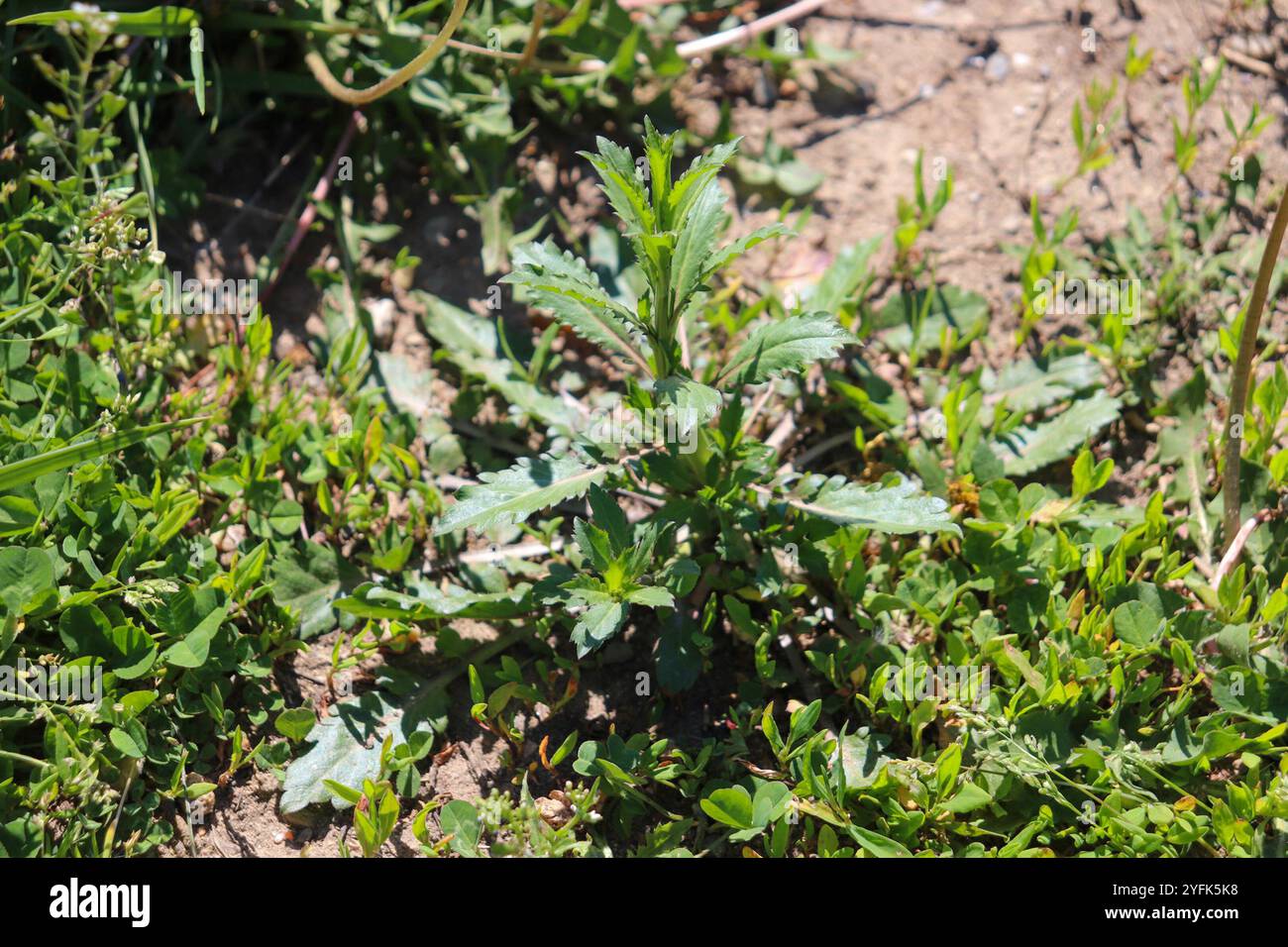 Virginia pepperweed (Lepidium virginicum Stock Photo - Alamy