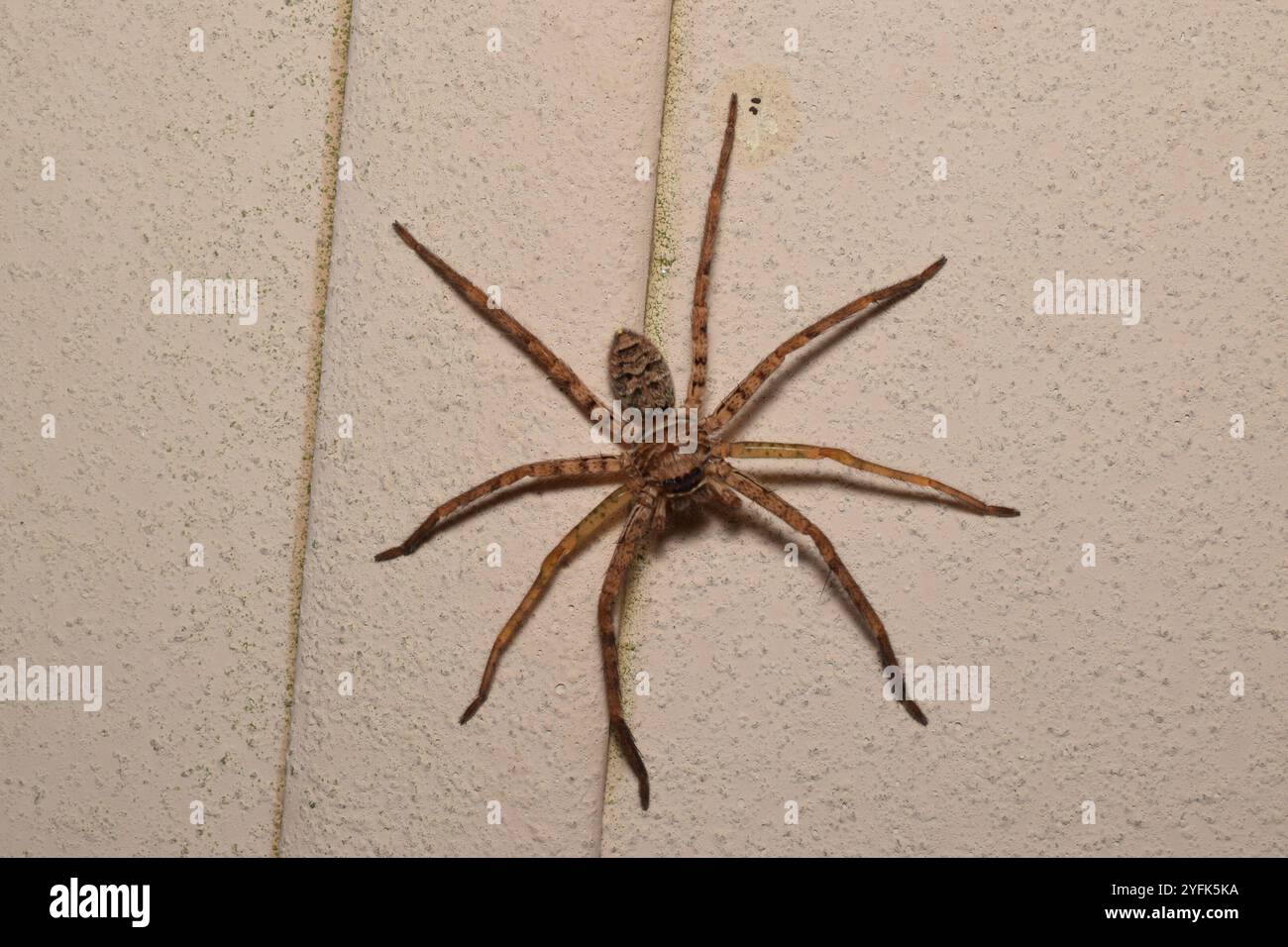 Pantropical huntsman spider hi-res stock photography and images - Alamy