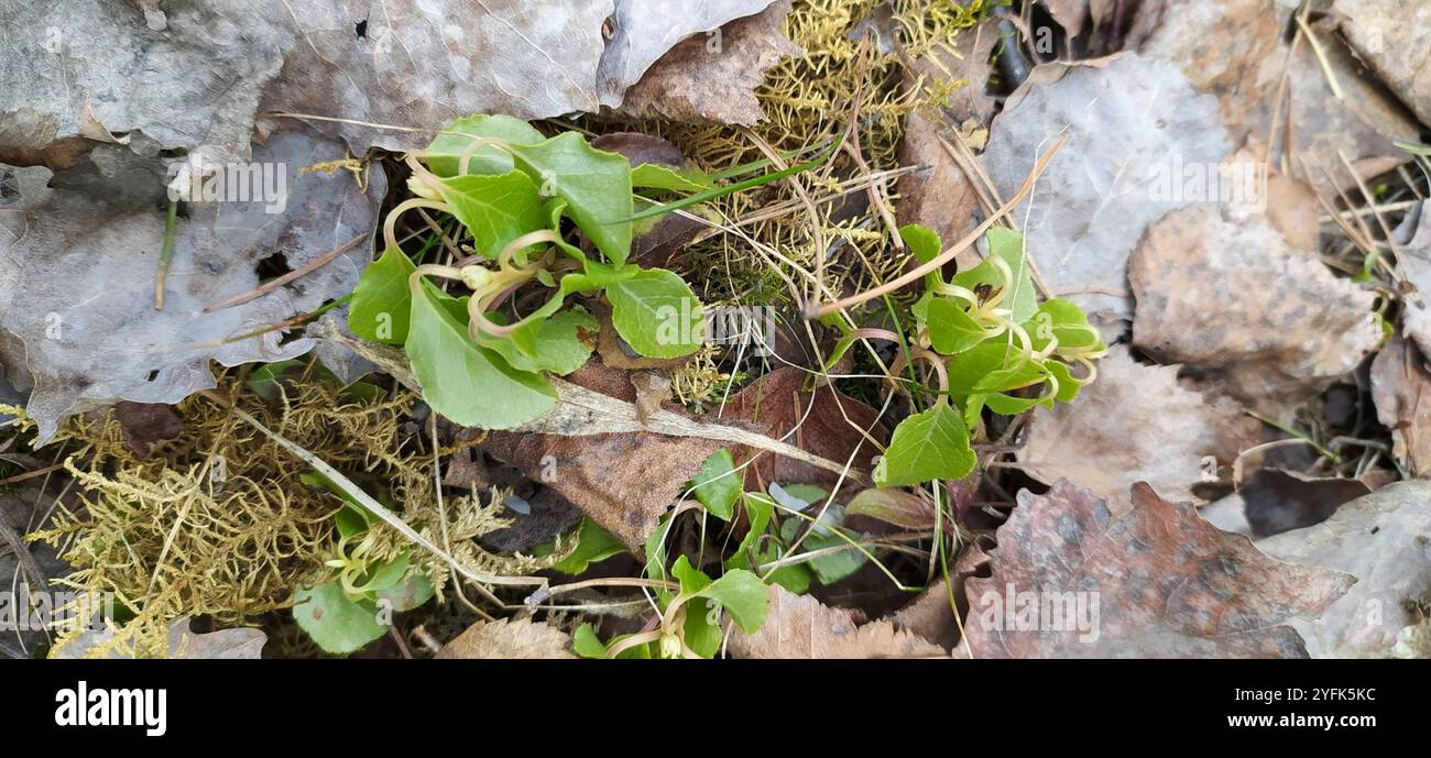 one-sided wintergreen (Orthilia secunda Stock Photo - Alamy