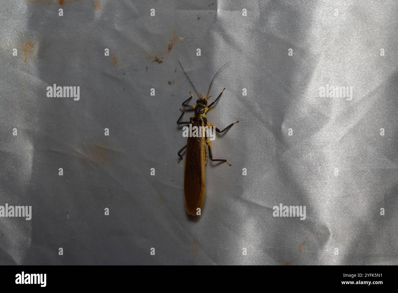 Common Stoneflies (Perlidae Stock Photo - Alamy