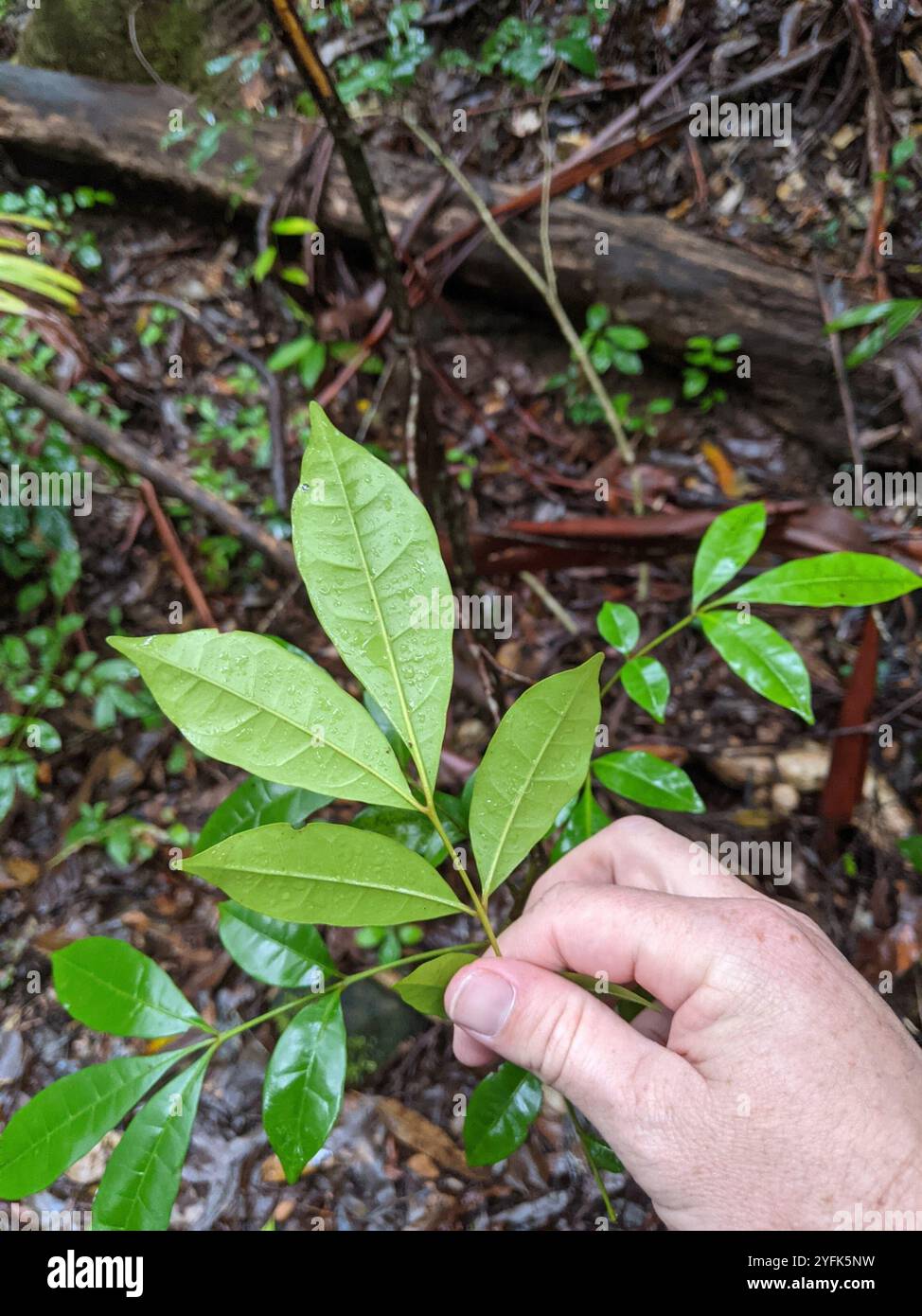 scentless rosewood (Synoum glandulosum Stock Photo - Alamy