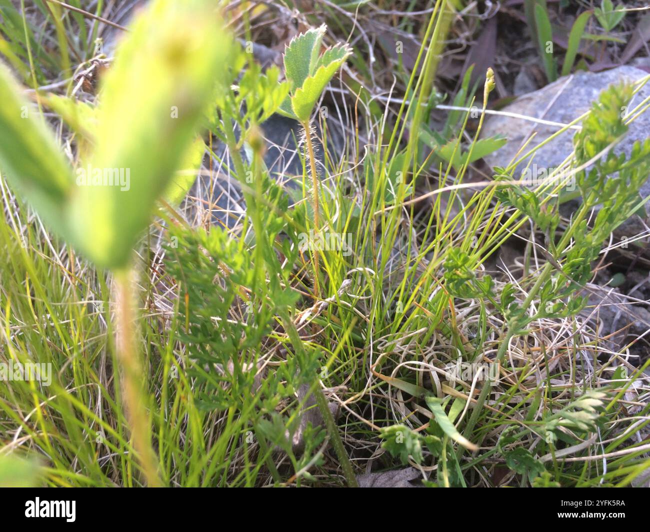 Carex eburnea hi-res stock photography and images - Alamy