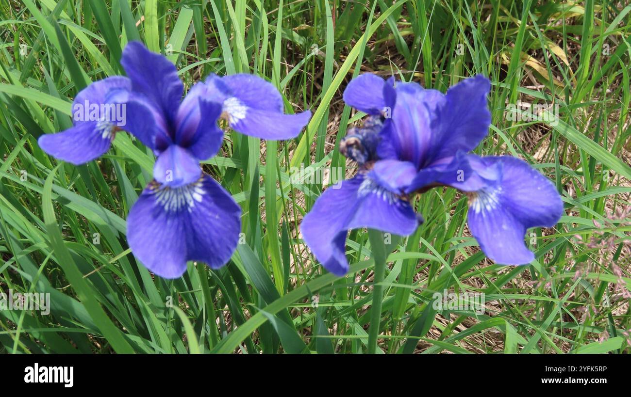 Siberian Irises (Limniris Stock Photo - Alamy