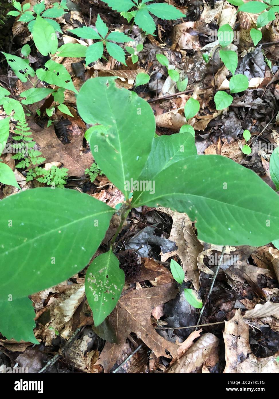 American jumpseed (Persicaria virginiana Stock Photo - Alamy