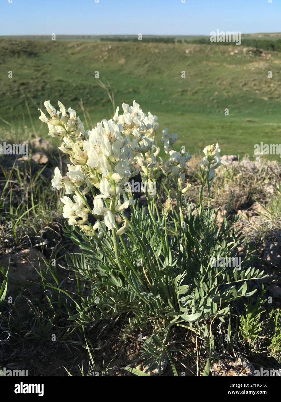 White Point-vetch (Oxytropis sericea Stock Photo - Alamy
