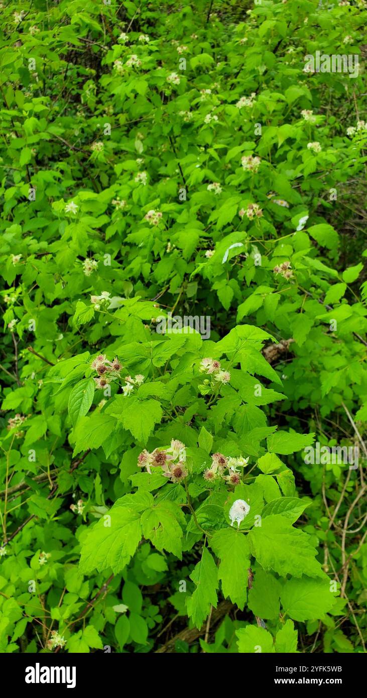 black raspberry (Rubus occidentalis Stock Photo - Alamy
