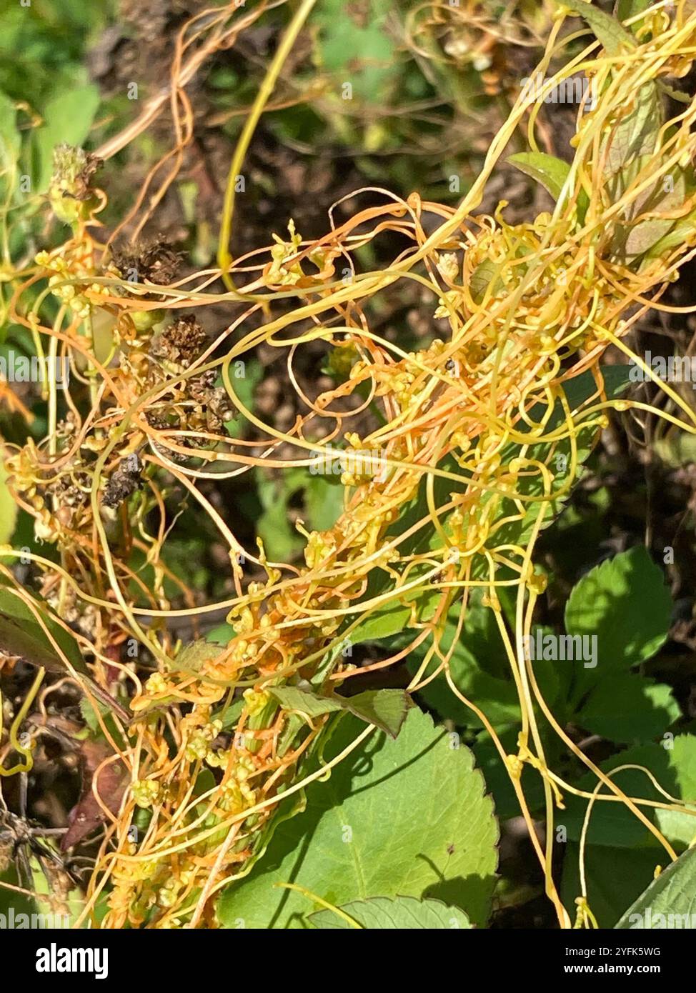 laurel dodder (Cassytha filiformis Stock Photo - Alamy