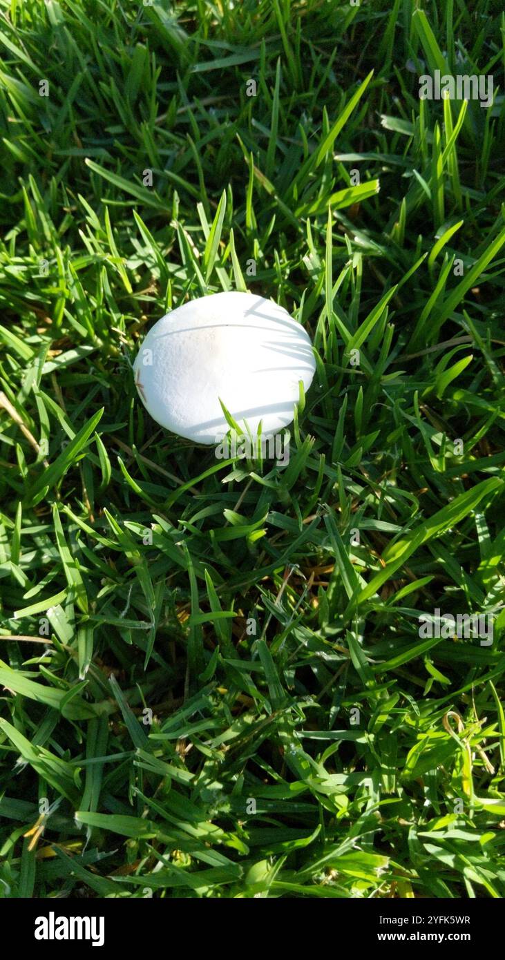 White Dapperling (Leucoagaricus leucothites Stock Photo - Alamy