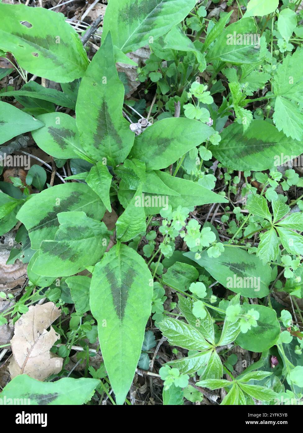 American jumpseed (Persicaria virginiana Stock Photo - Alamy