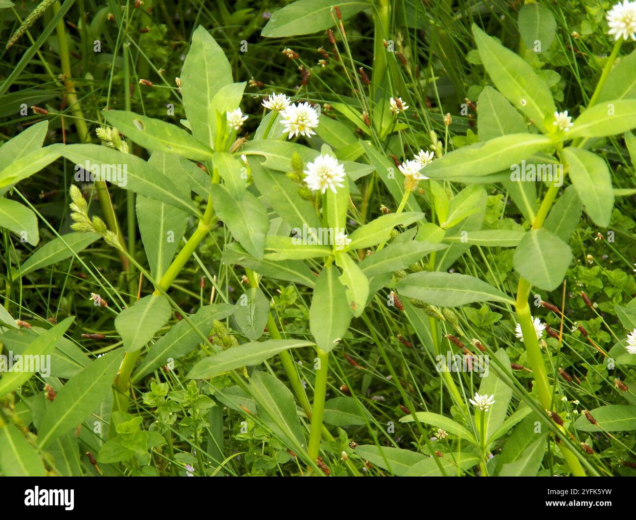 Alligatorweed (Alternanthera philoxeroides Stock Photo - Alamy