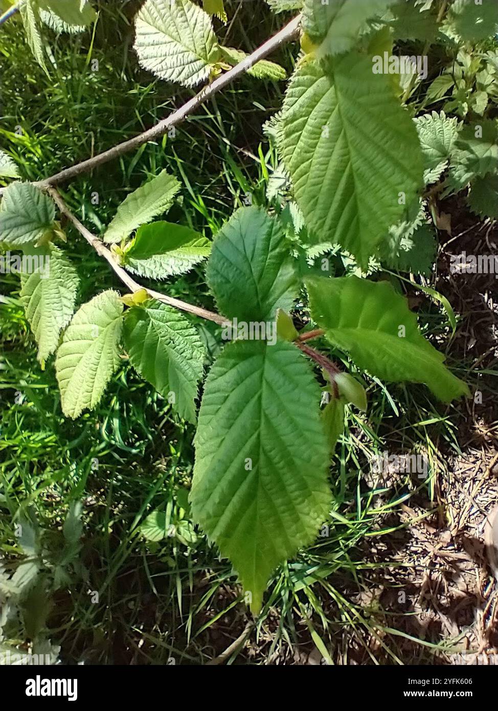 Wych Elm (Ulmus glabra Stock Photo - Alamy