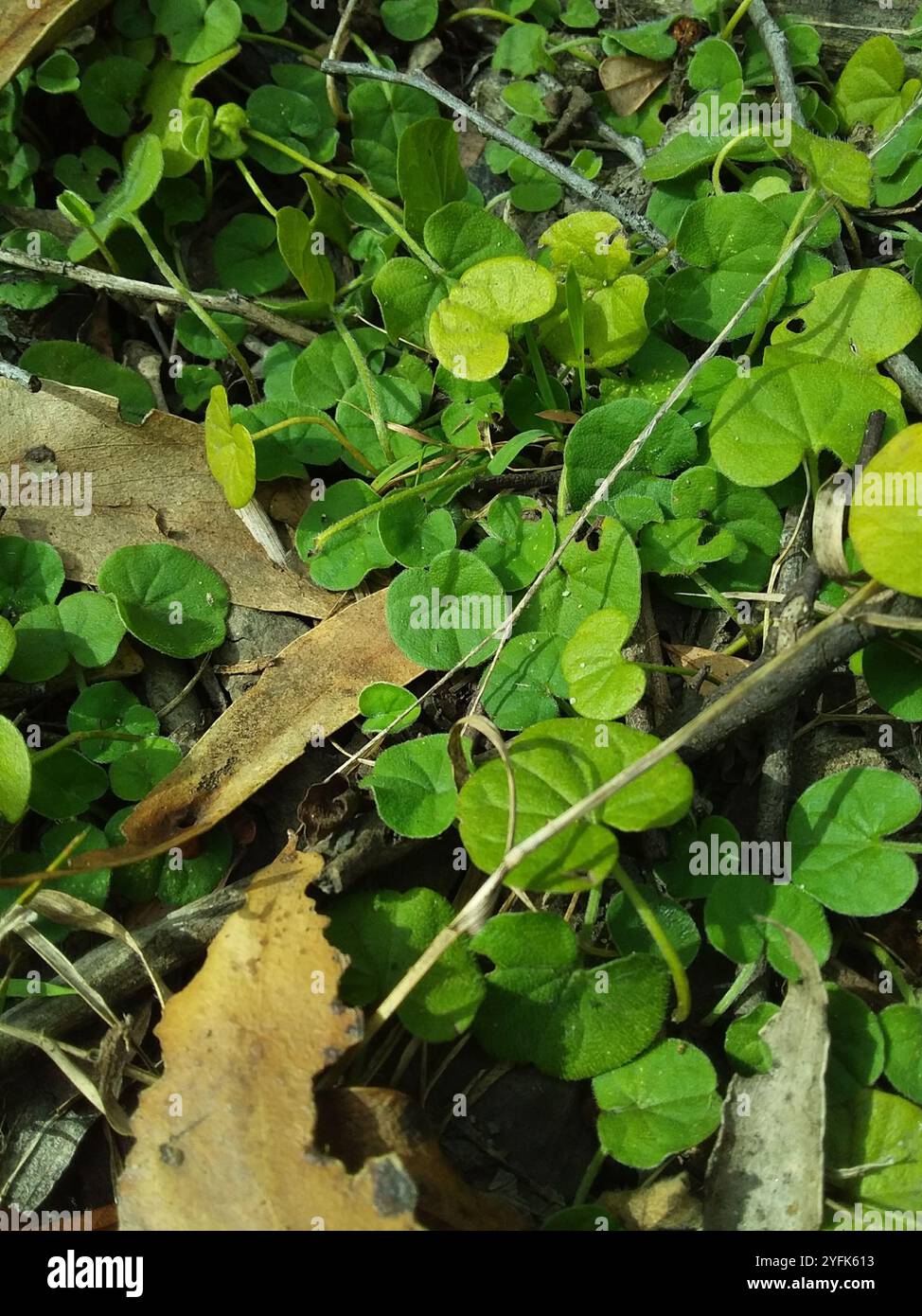 kidney weed (Dichondra repens Stock Photo - Alamy