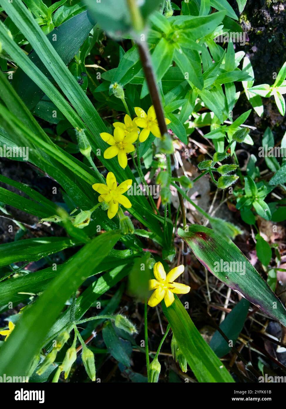 yellow star grass (Hypoxis hirsuta Stock Photo - Alamy