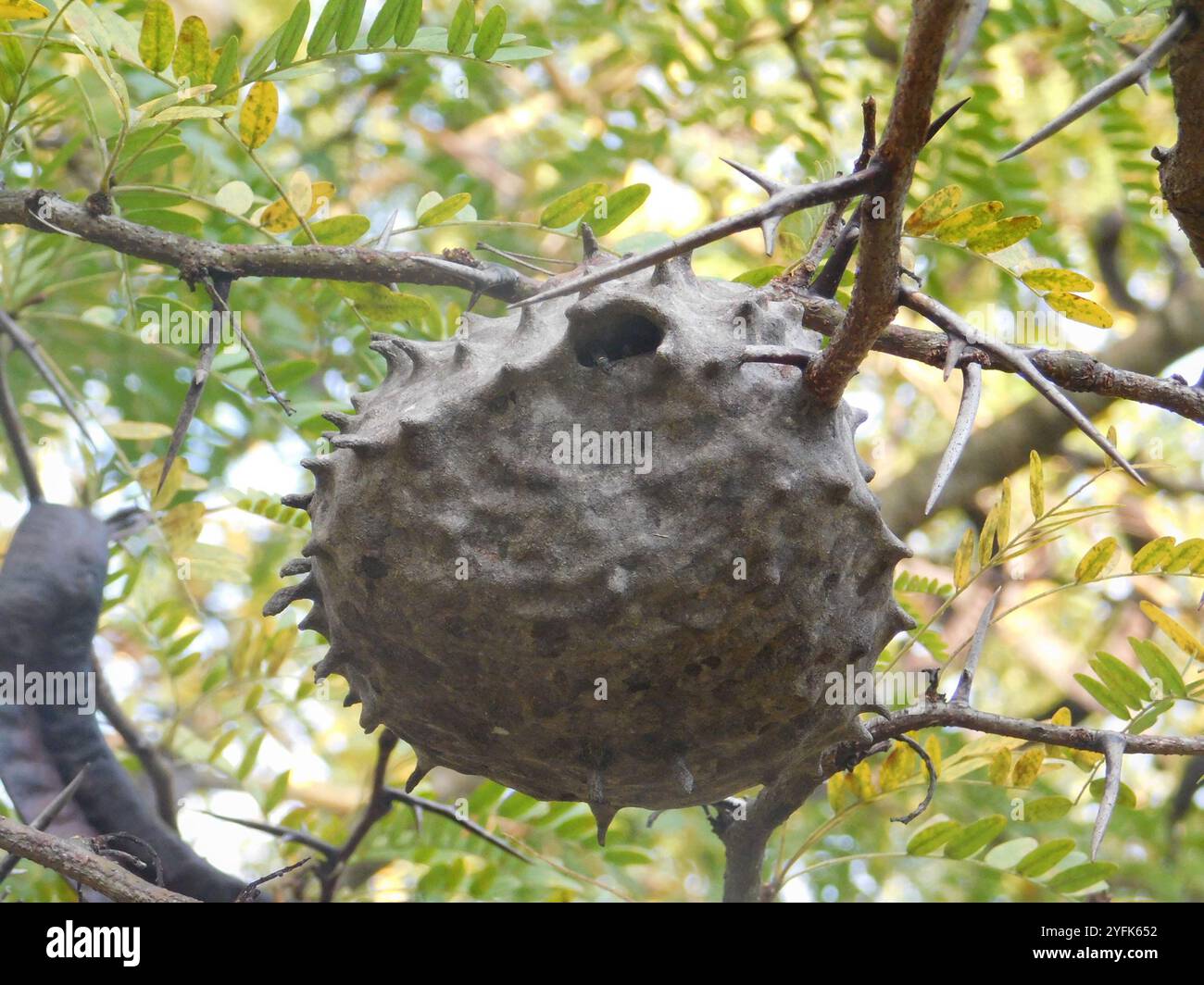 Camoati hi-res stock photography and images - Alamy