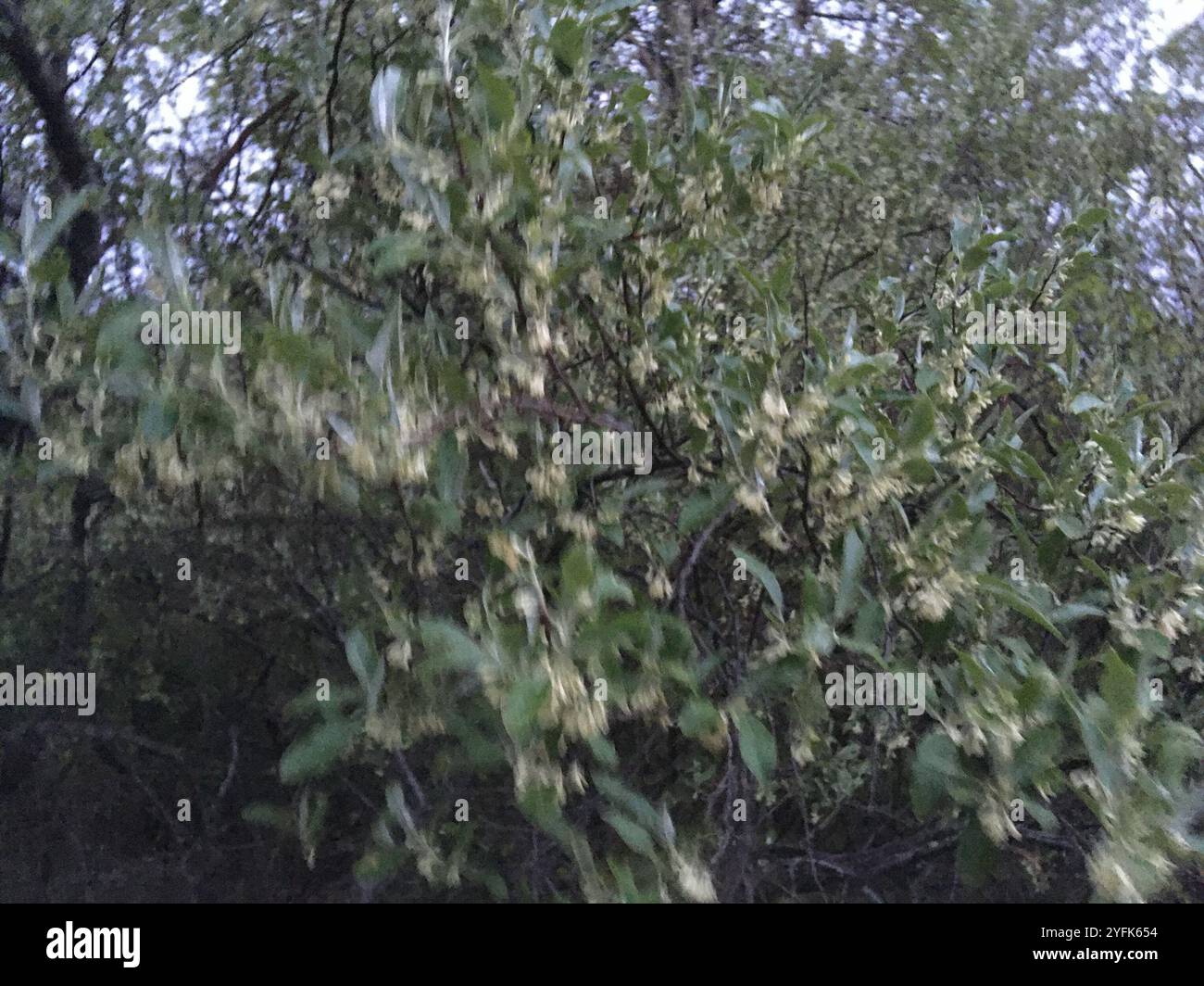 autumn olive (Elaeagnus umbellata Stock Photo - Alamy