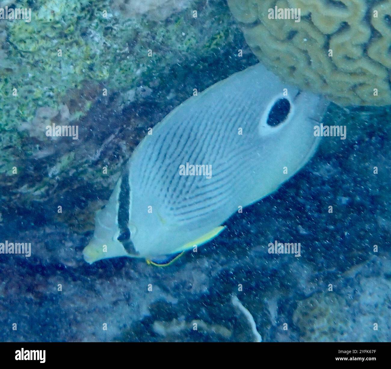 Four-eyed Butterflyfish (Chaetodon capistratus Stock Photo - Alamy
