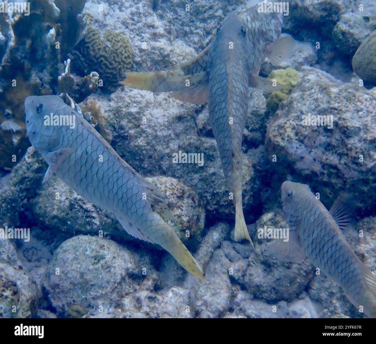 Yellowtail parrotfish hi-res stock photography and images - Alamy
