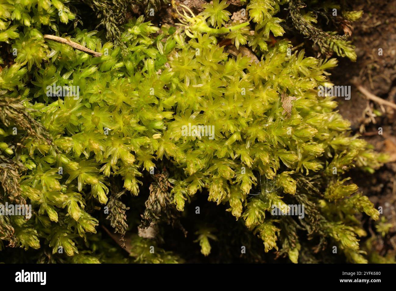 Horn Calcareous Moss (Mnium hornum Stock Photo - Alamy