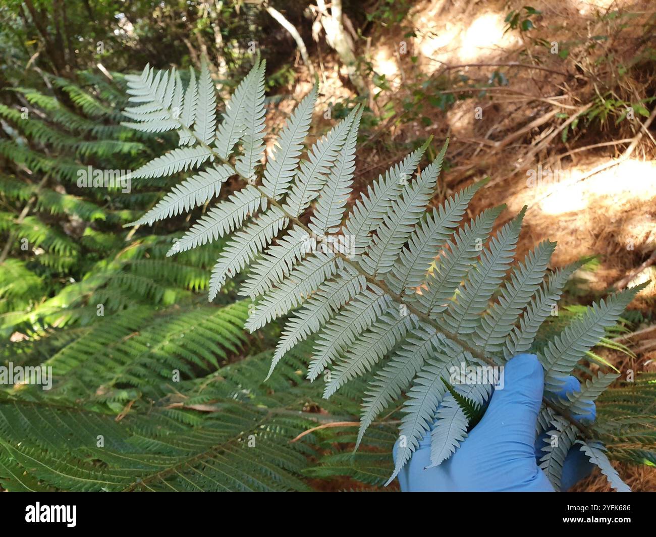 silver fern (Cyathea dealbata Stock Photo - Alamy