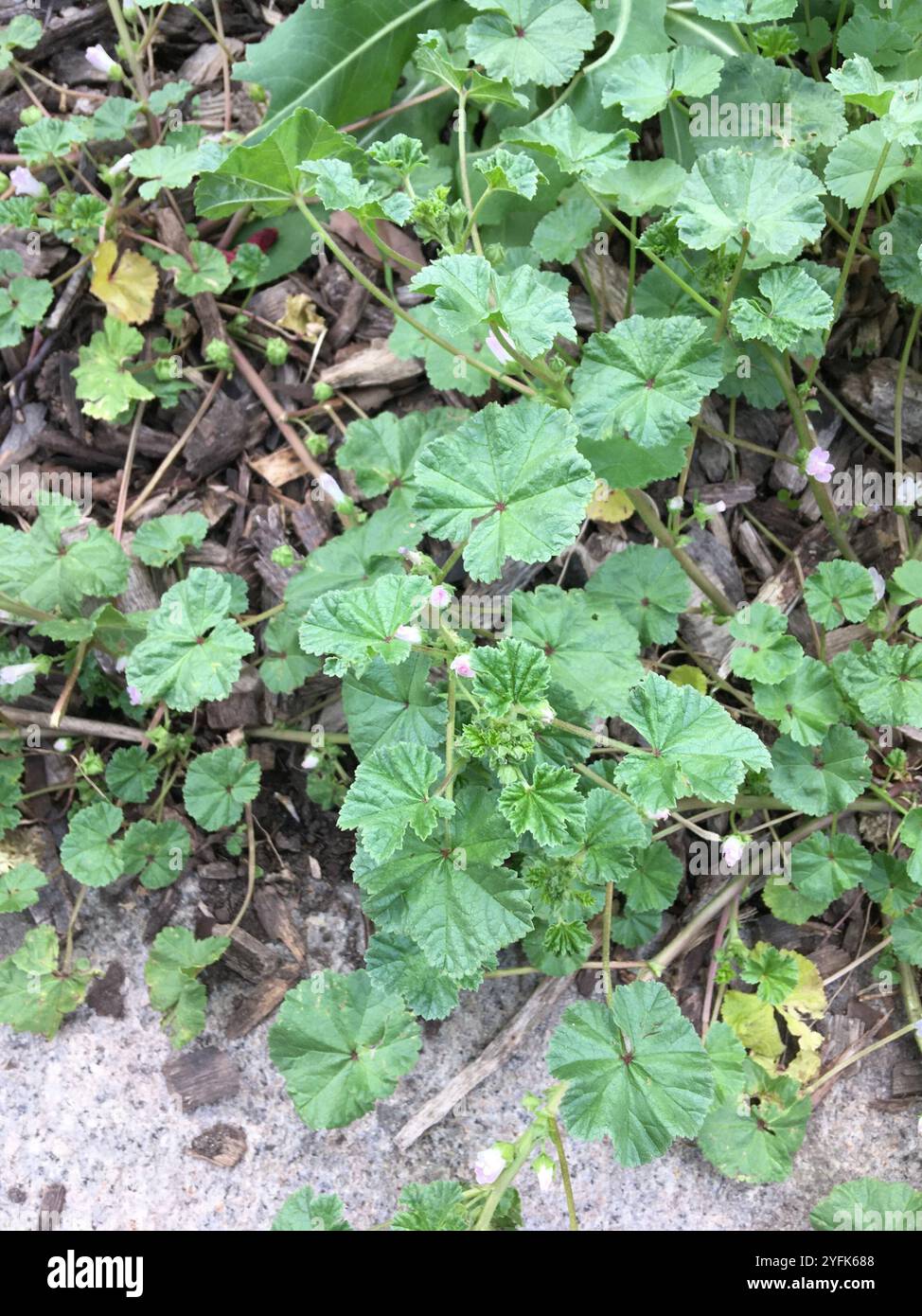 dwarf mallow (Malva neglecta Stock Photo - Alamy
