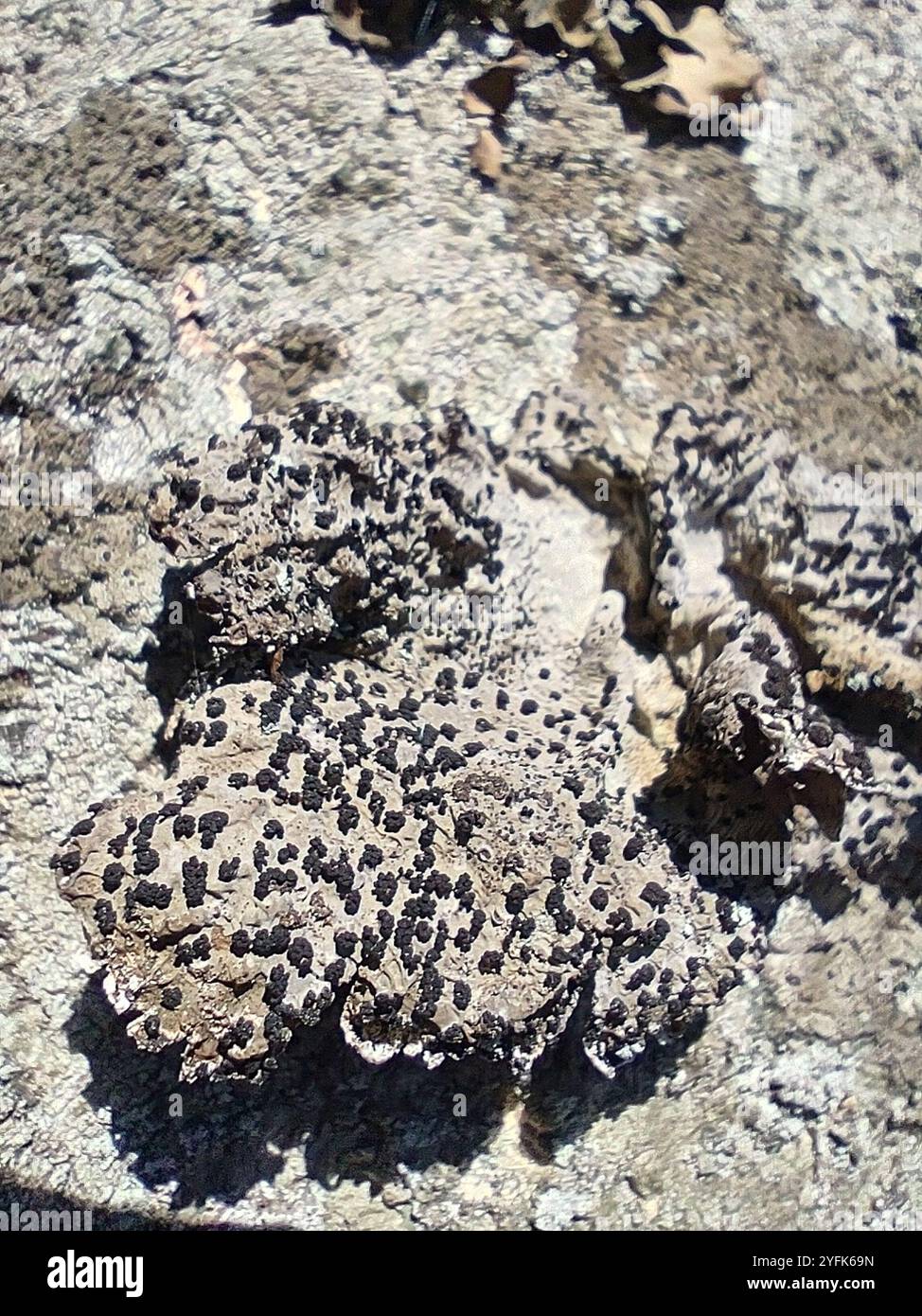 Common Toadskin Lichen (Lasallia papulosa Stock Photo - Alamy