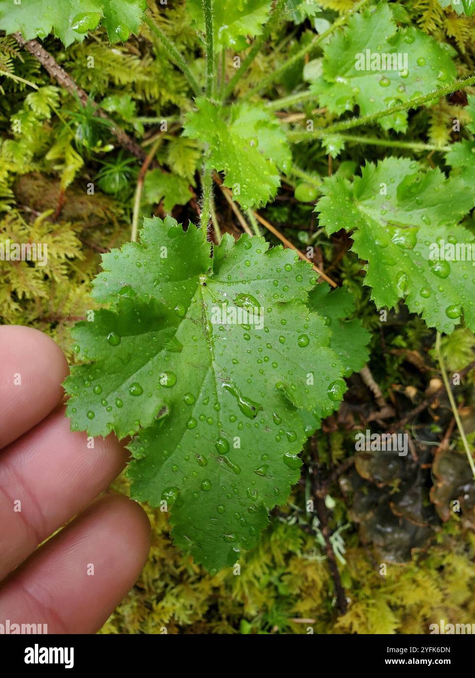 crevice alumroot (Heuchera micrantha Stock Photo - Alamy