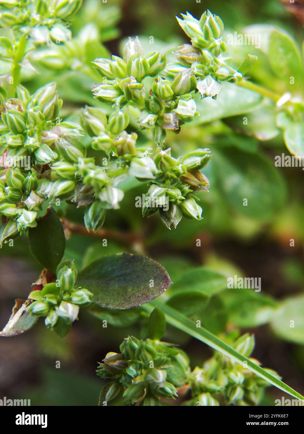 Polycarpon tetraphyllum hi-res stock photography and images - Alamy