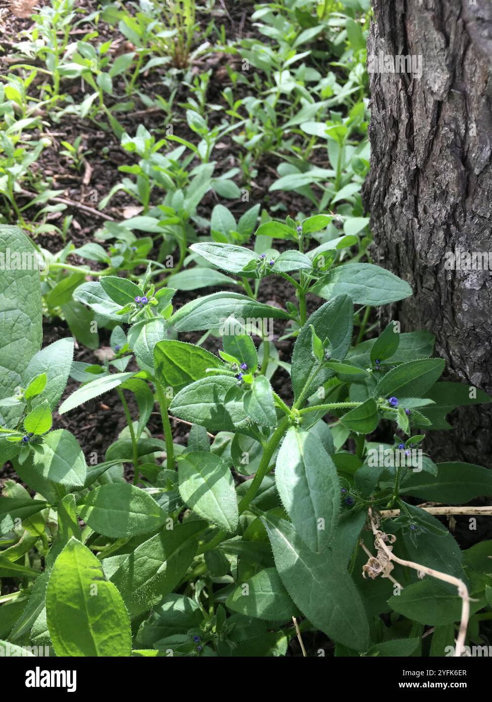 Asperugo procumbens hi-res stock photography and images - Alamy