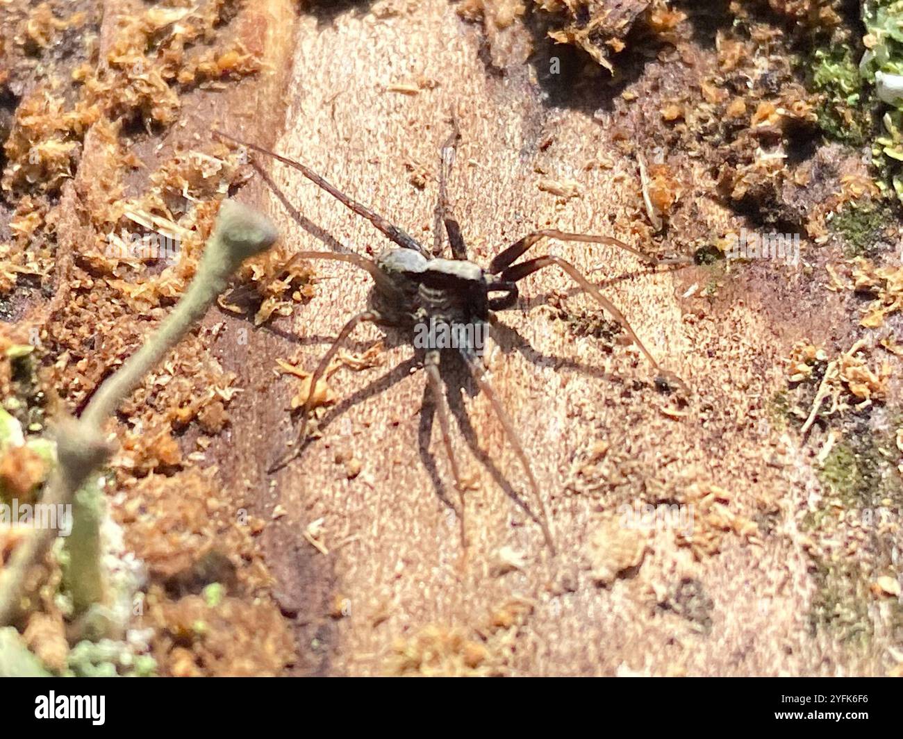 Thin-legged Wolf Spiders (Pardosa Stock Photo - Alamy