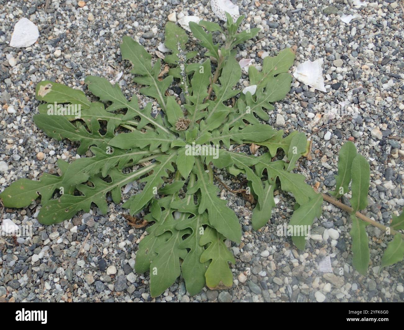 cutleaf evening primrose (Oenothera laciniata Stock Photo - Alamy