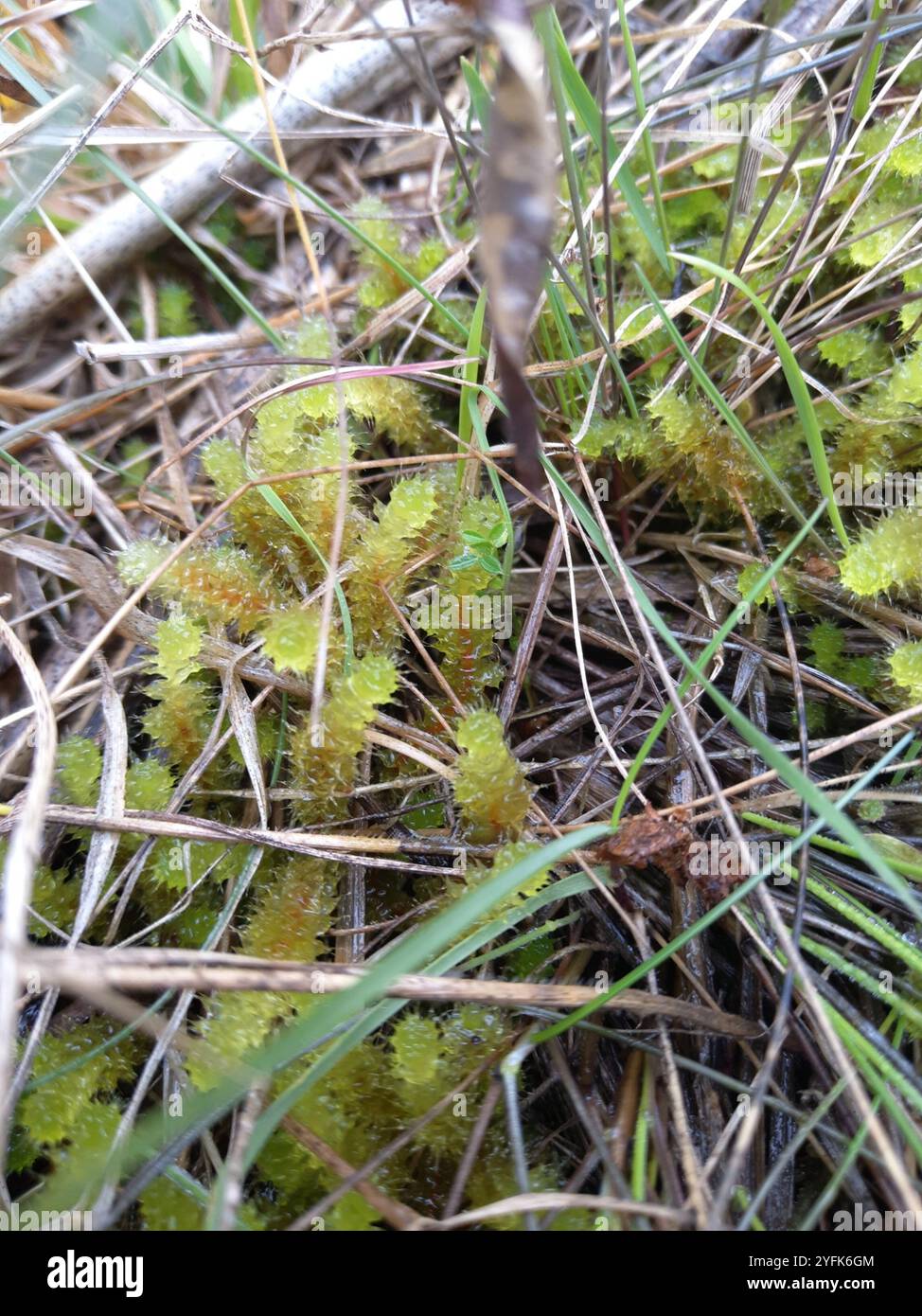 pipe-cleaner moss (Ptychomnion aciculare Stock Photo - Alamy
