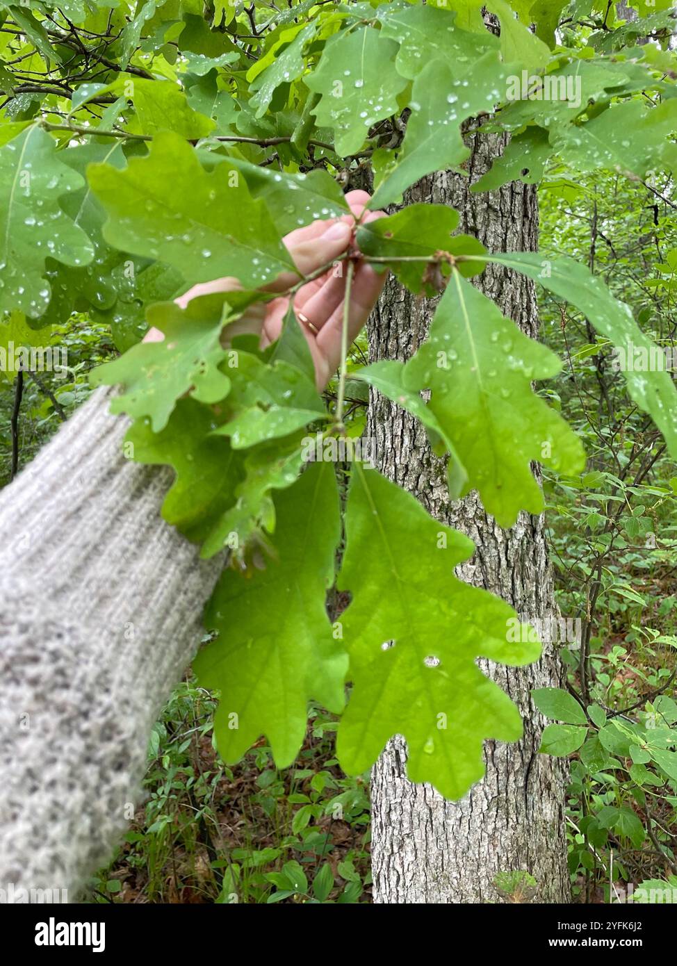 white oak (Quercus alba Stock Photo - Alamy