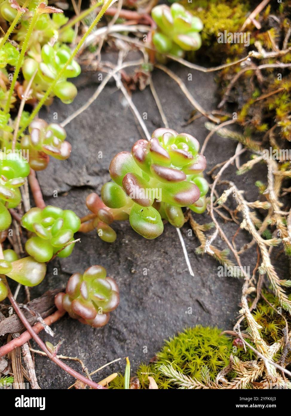 Oregon Stonecrop (Sedum oreganum Stock Photo - Alamy