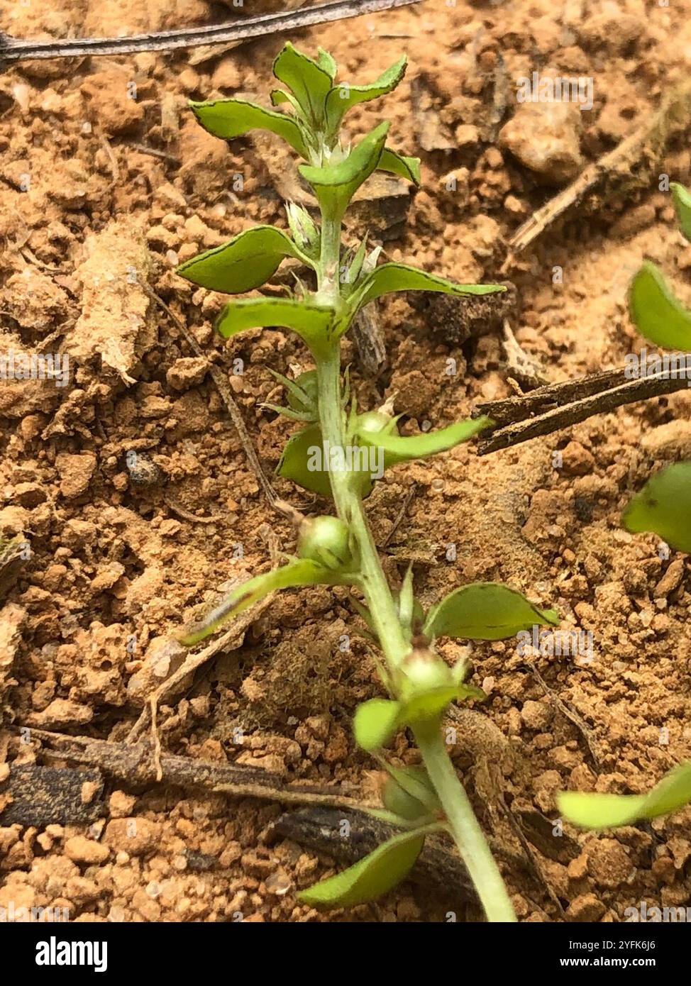 Chaffweed (Lysimachia minima Stock Photo - Alamy