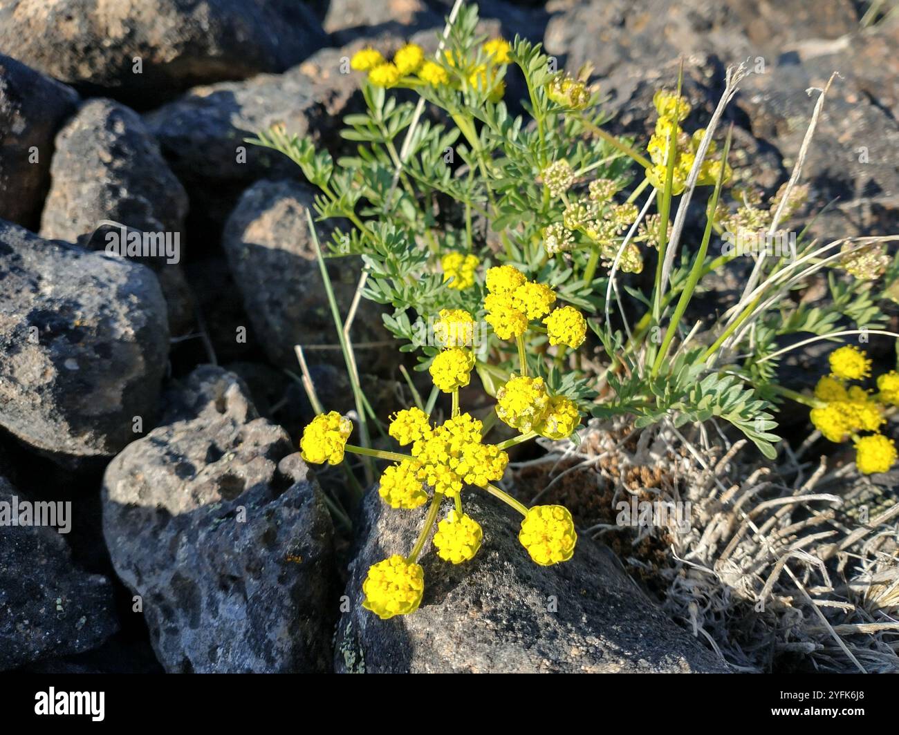 Lomatium root hi-res stock photography and images - Alamy