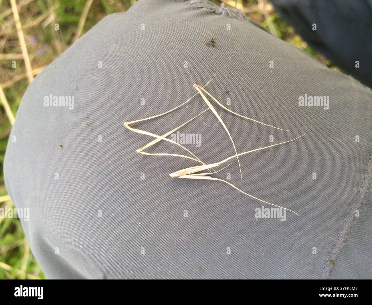 Canada wild rye (Elymus canadensis Stock Photo - Alamy