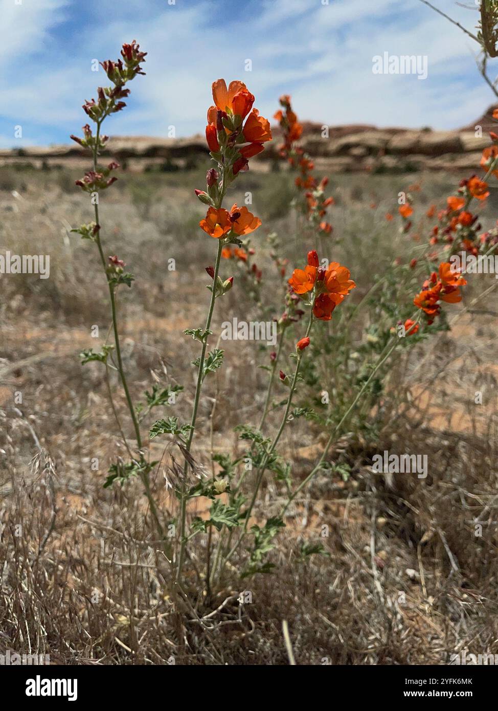 Gooseberryleaf Globemallow (Sphaeralcea grossulariifolia Stock Photo ...