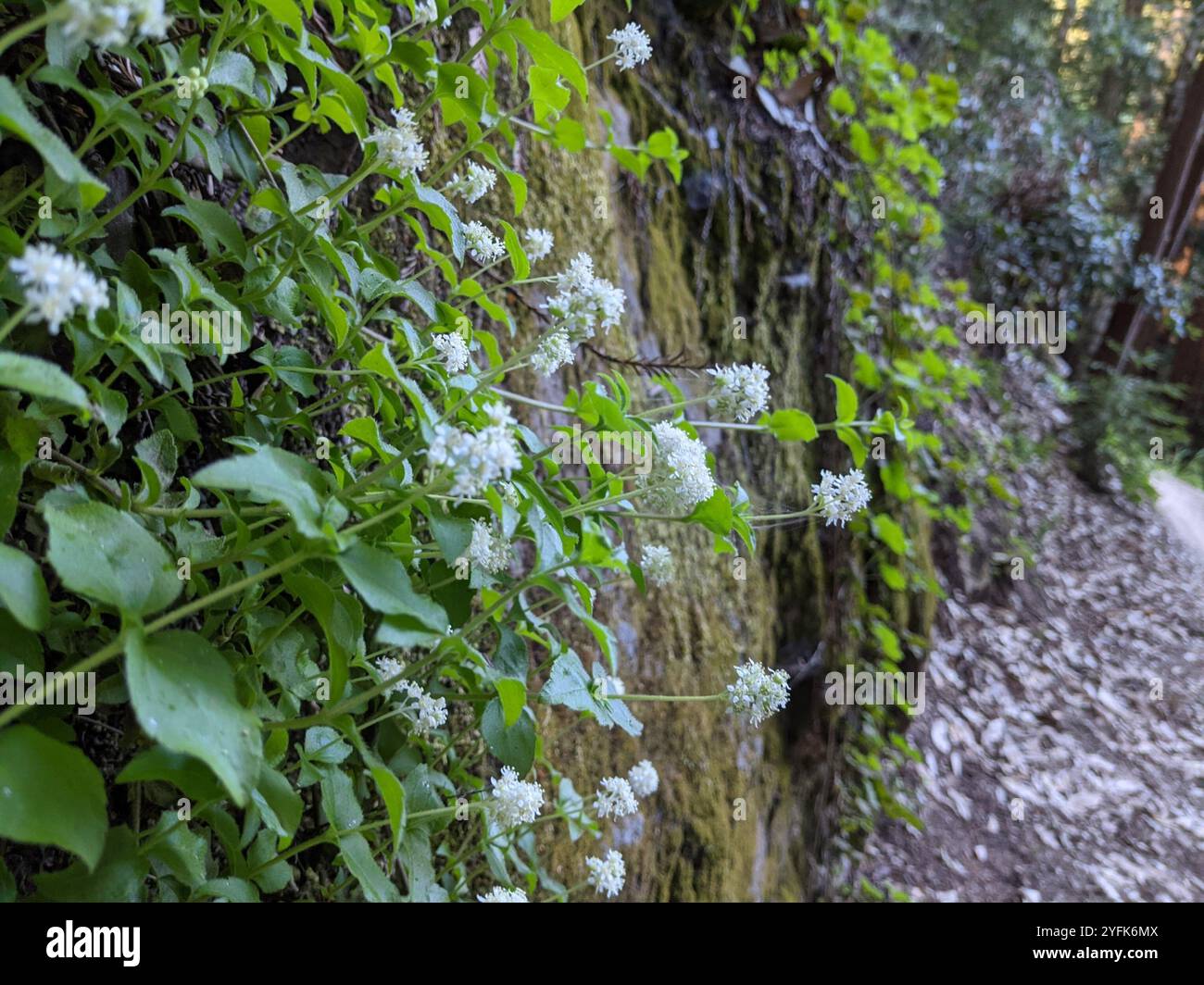 modesty (Whipplea modesta Stock Photo - Alamy