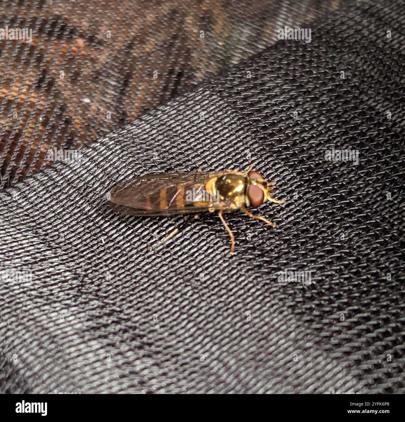 Meliscaeva cinctella hi-res stock photography and images - Alamy