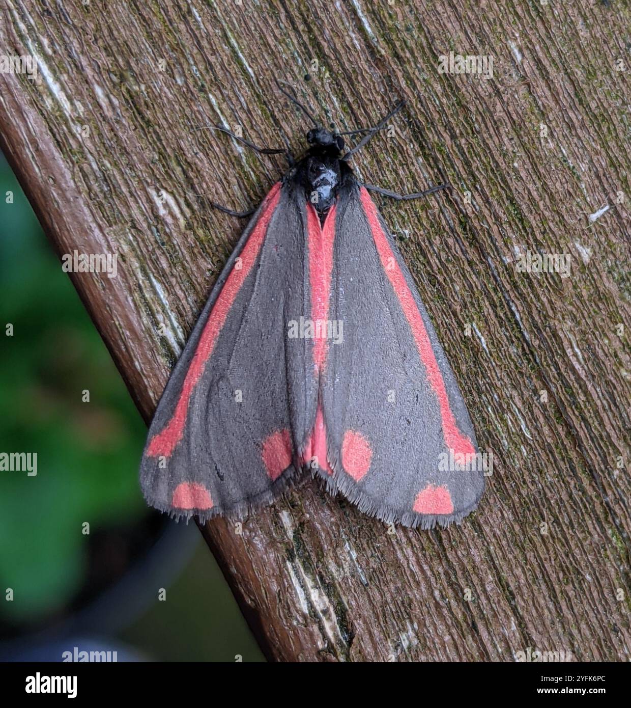 Cinnabar moth (Tyria jacobaeae Stock Photo - Alamy