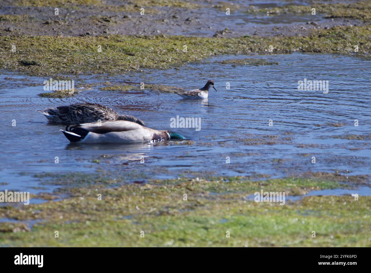 Red-necked Phalarope (Phalaropus lobatus Stock Photo - Alamy