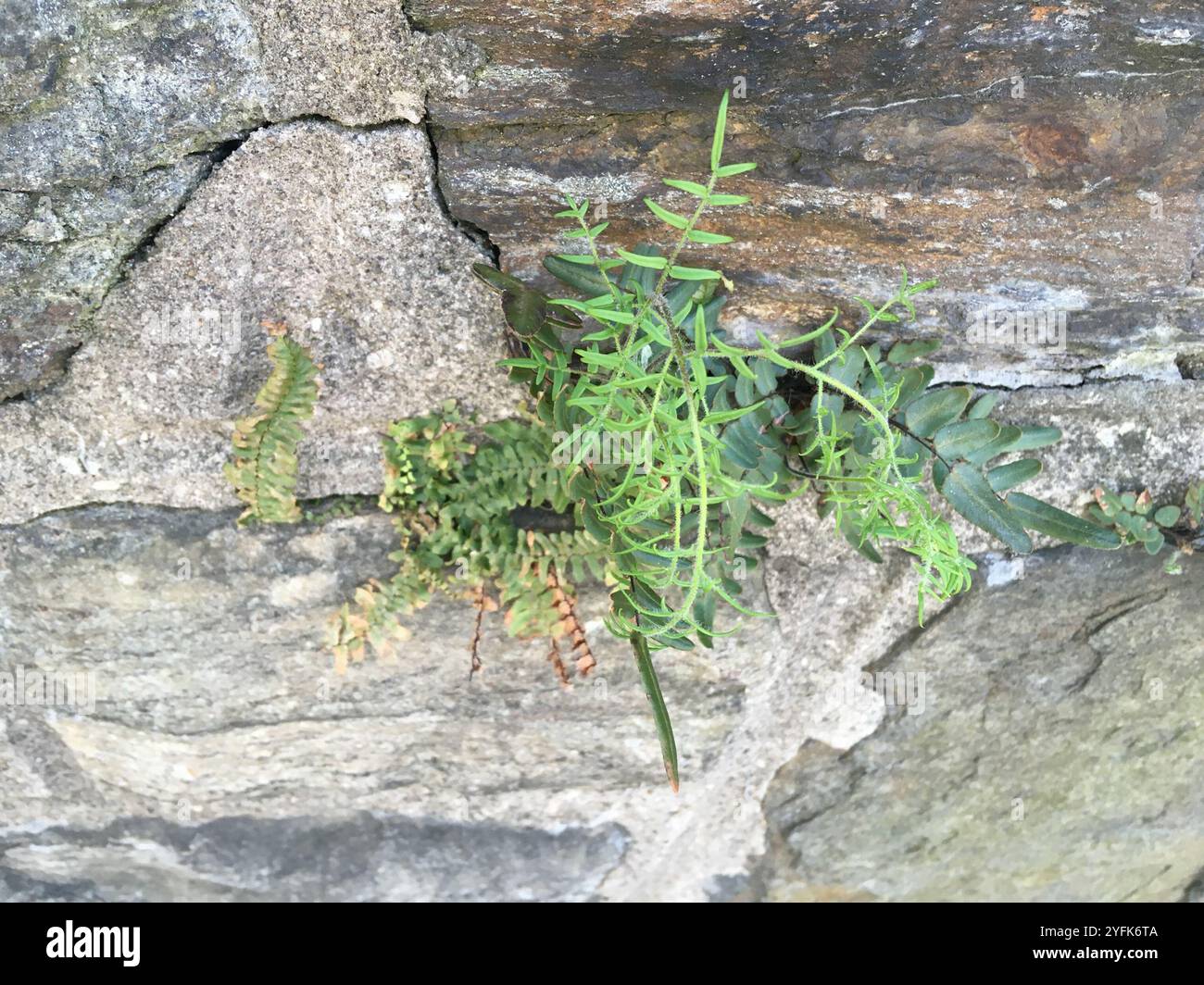 purple-stem cliffbrake (Pellaea atropurpurea Stock Photo - Alamy