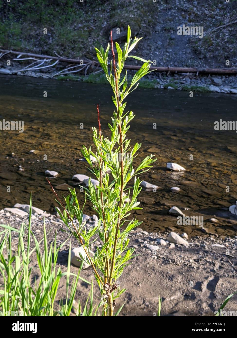 interior sandbar willow (Salix interior Stock Photo - Alamy