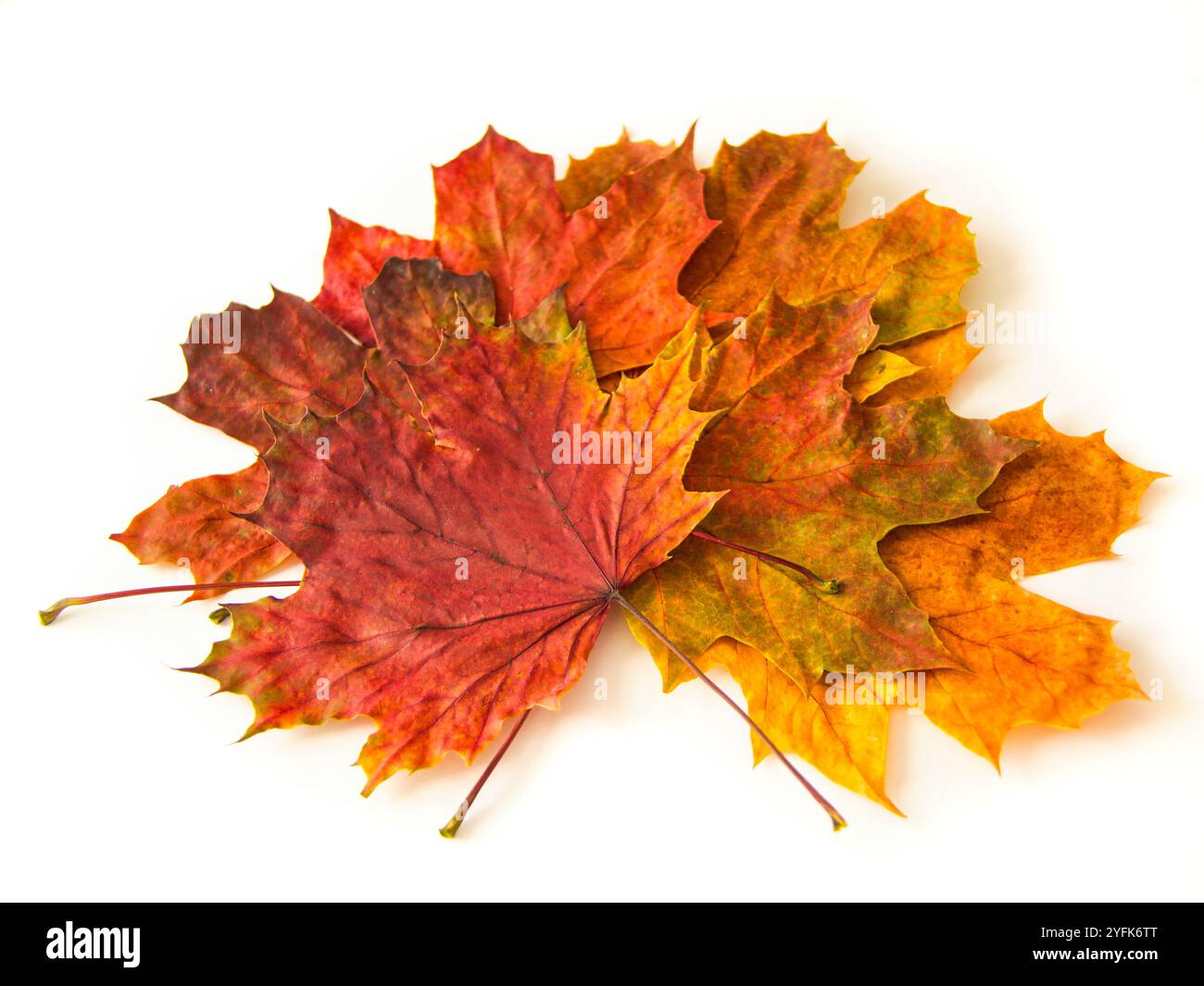 White maple leaf hi-res stock photography and images - Alamy