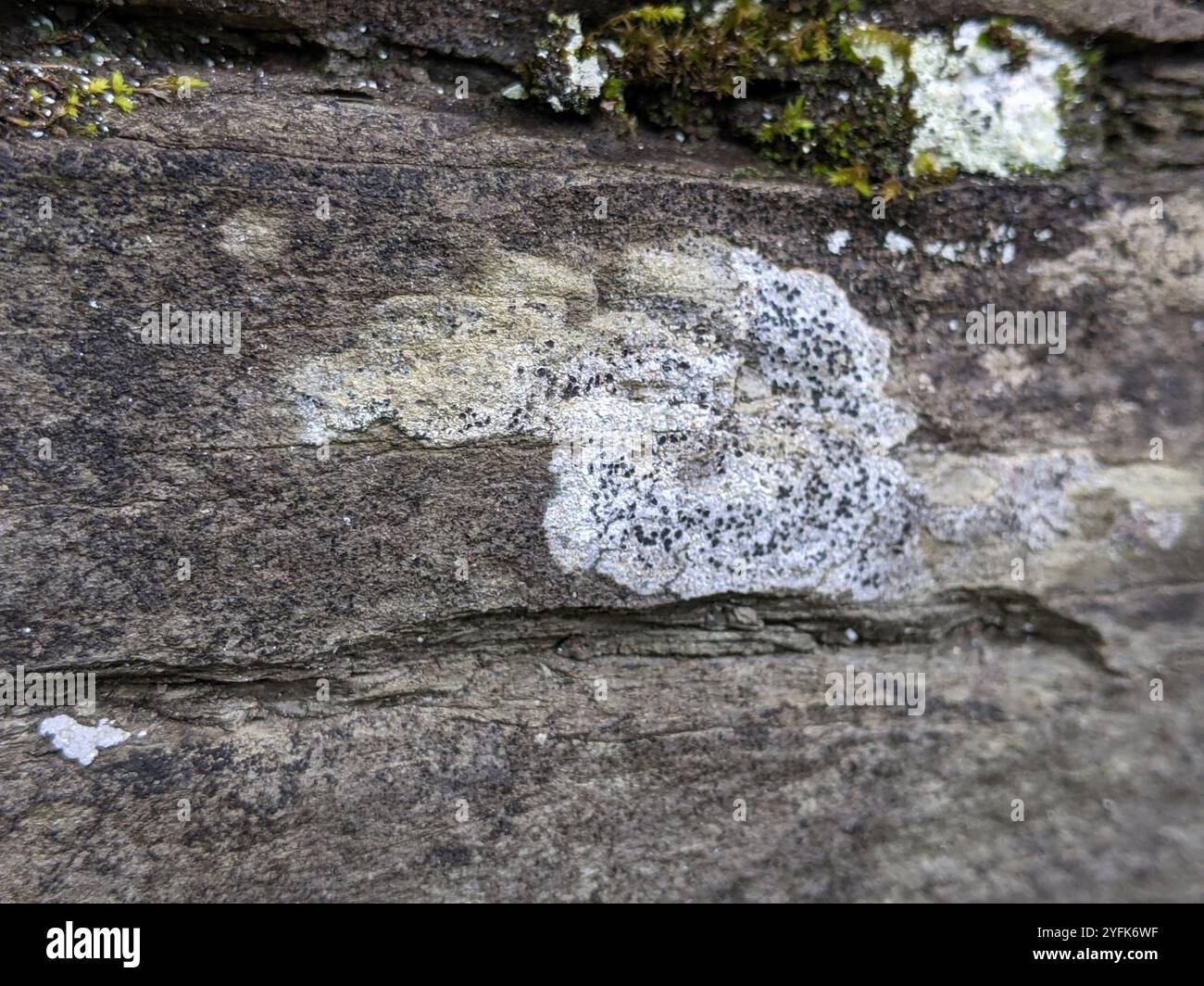 concentric boulder lichen (Porpidia crustulata Stock Photo - Alamy