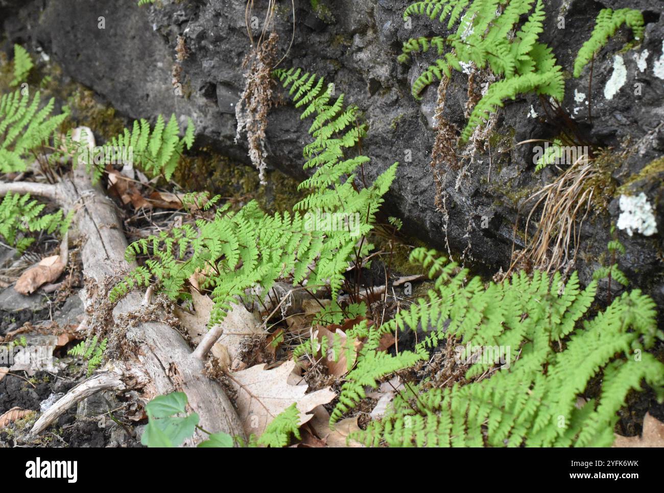 Cystopteris bulbifera hi-res stock photography and images - Alamy