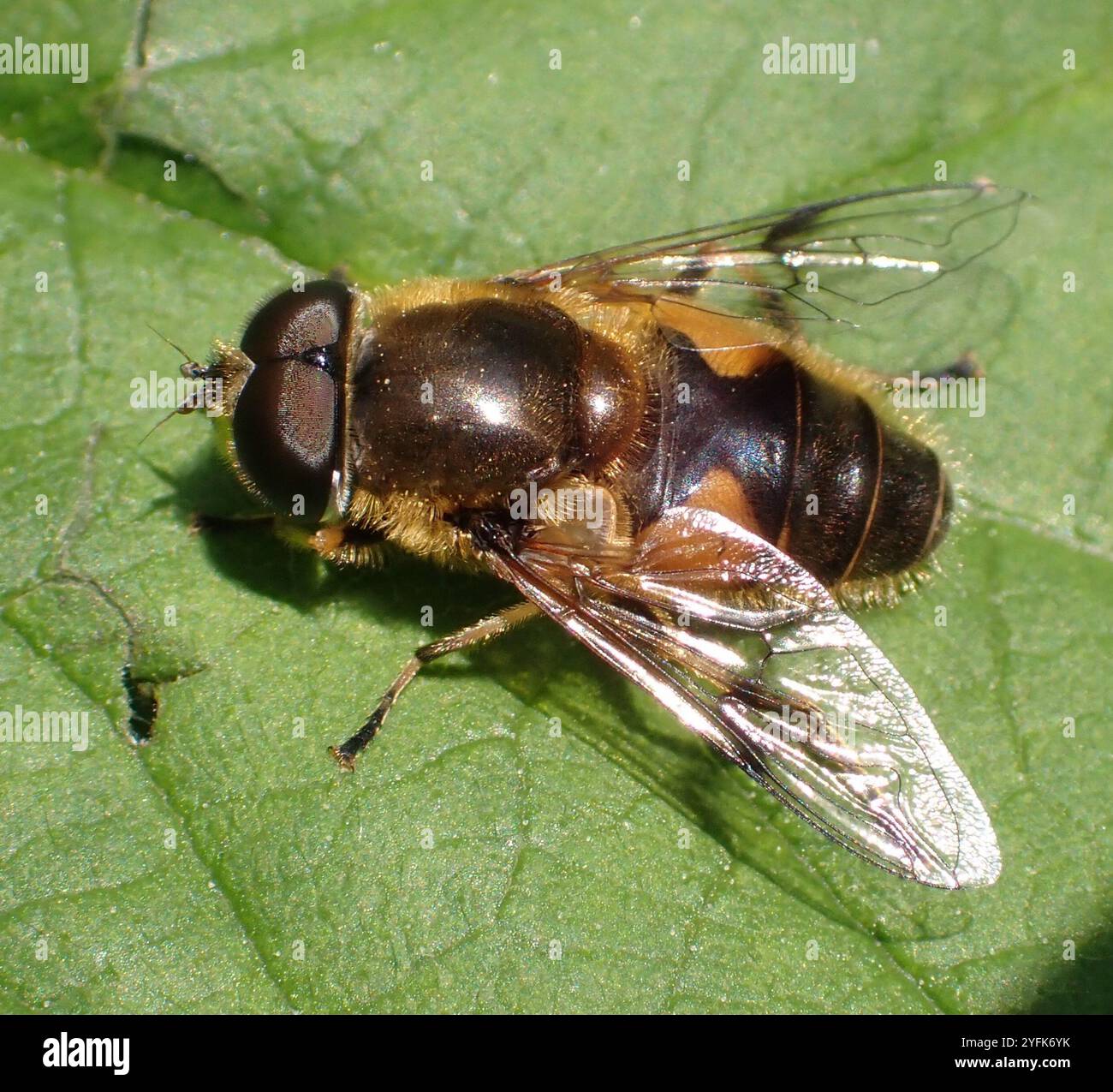 Stripe-winged Drone Fly (Eristalis horticola Stock Photo - Alamy