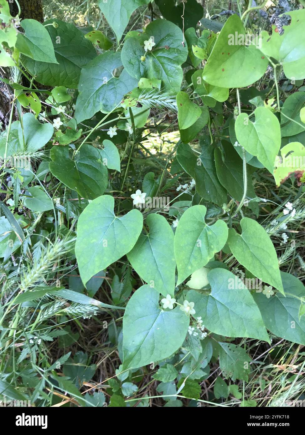 Pearl Milkweed (Matelea reticulata Stock Photo - Alamy