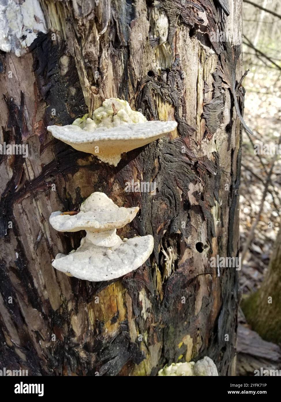 Lumpy Bracket (Trametes gibbosa Stock Photo - Alamy
